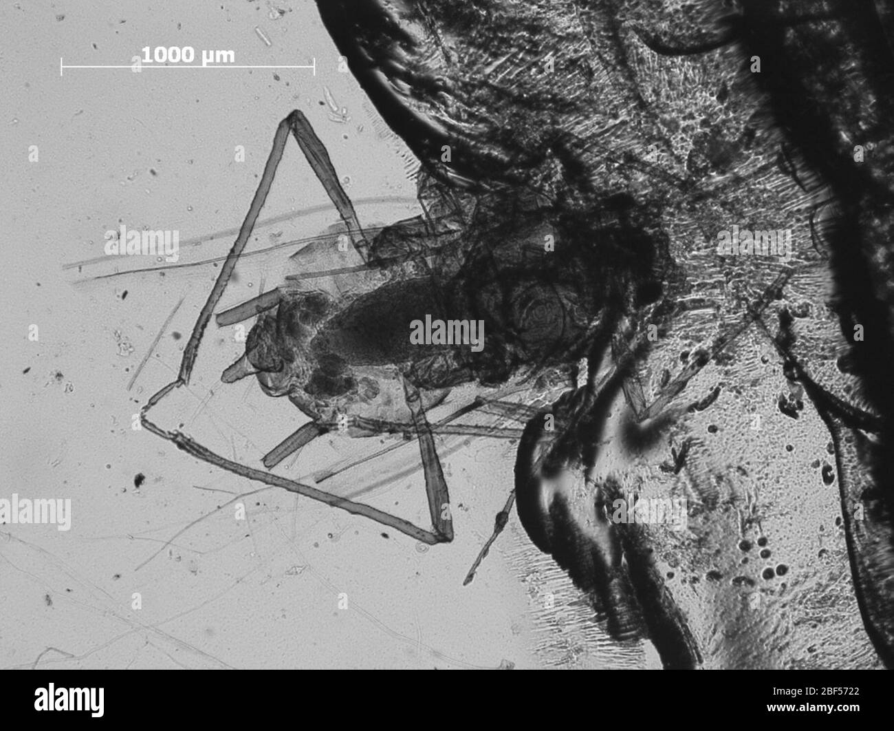 Aphis species Black and White Stock Photos & Images - Alamy