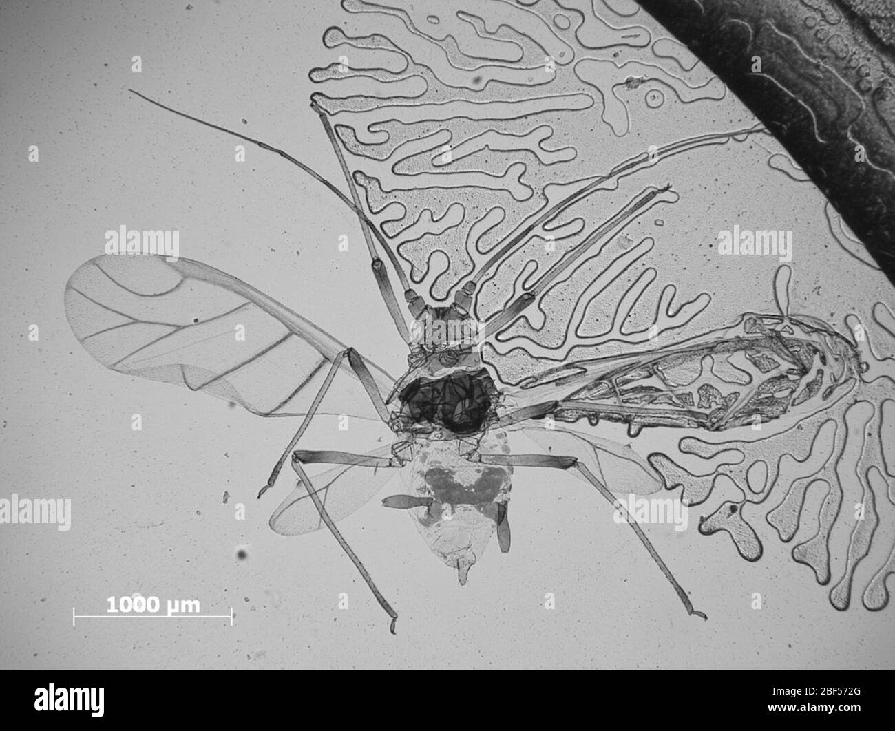 Insect specimen study Black and White Stock Photos & Images - Alamy