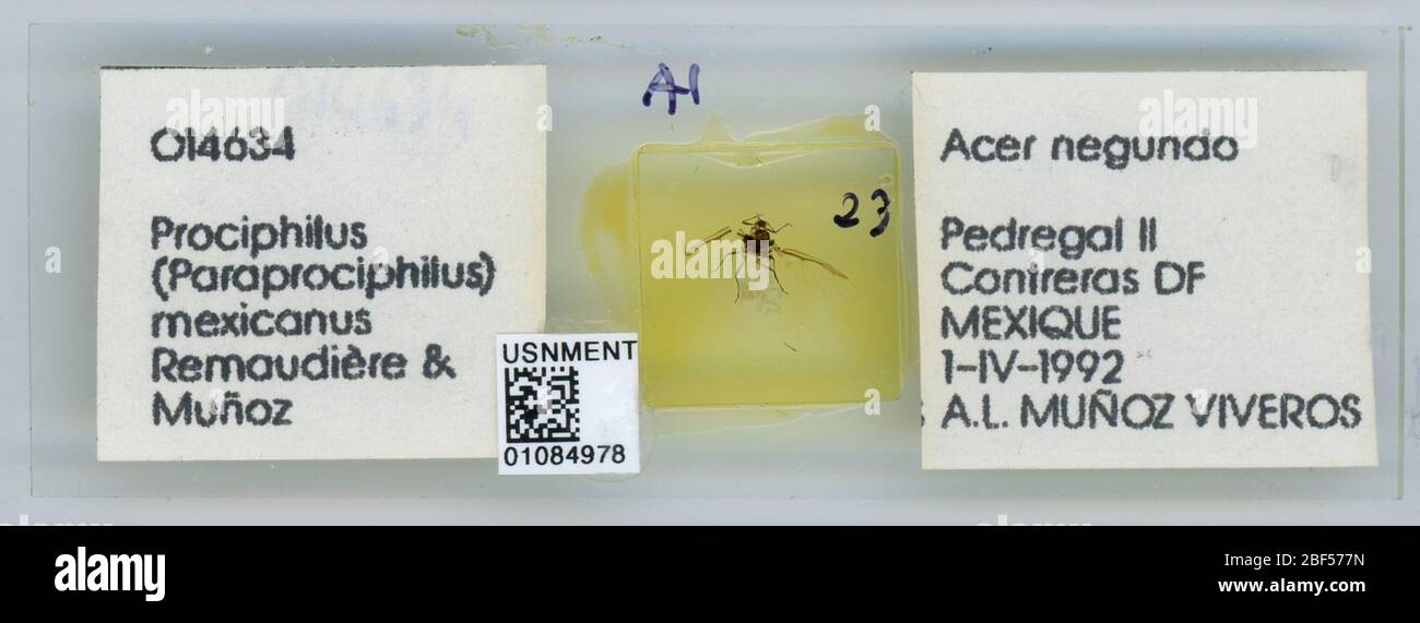 Prociphilus hi-res stock photography and images - Alamy