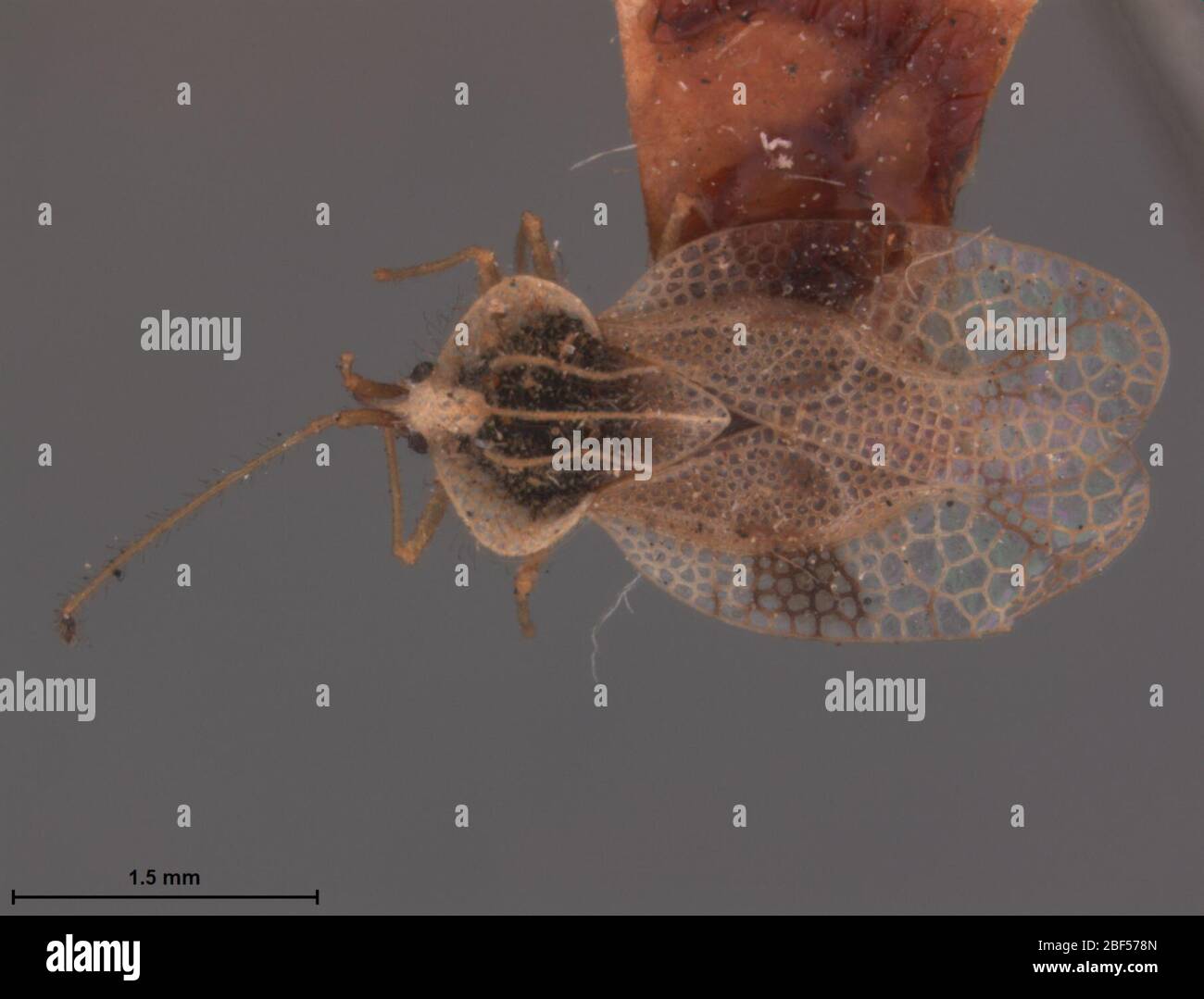 Tingis amorphae. Published, as Tingis, 1864: 40913 Apr 20171 Stock ...