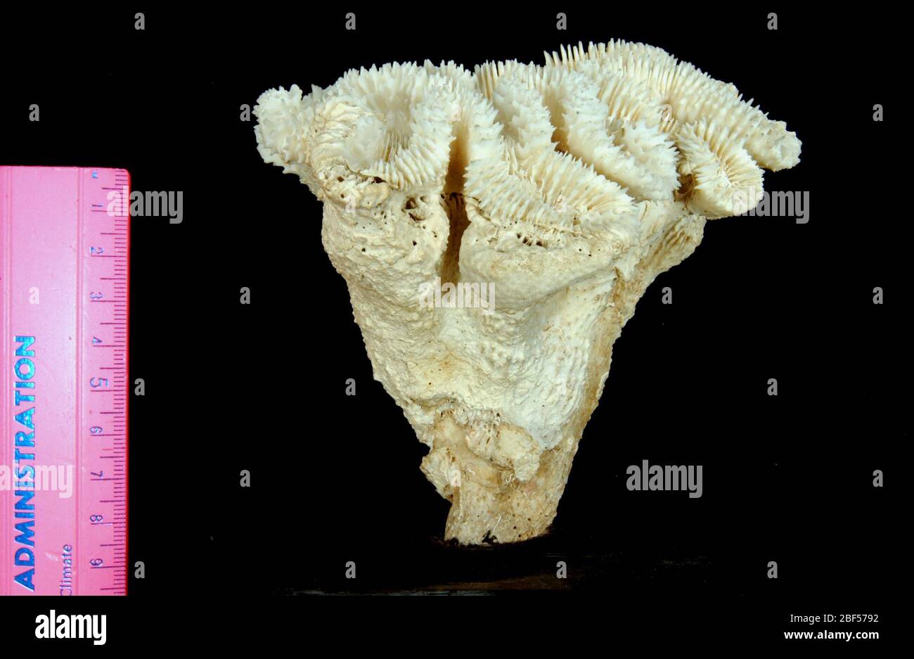 Multilobata hi-res stock photography and images - Alamy