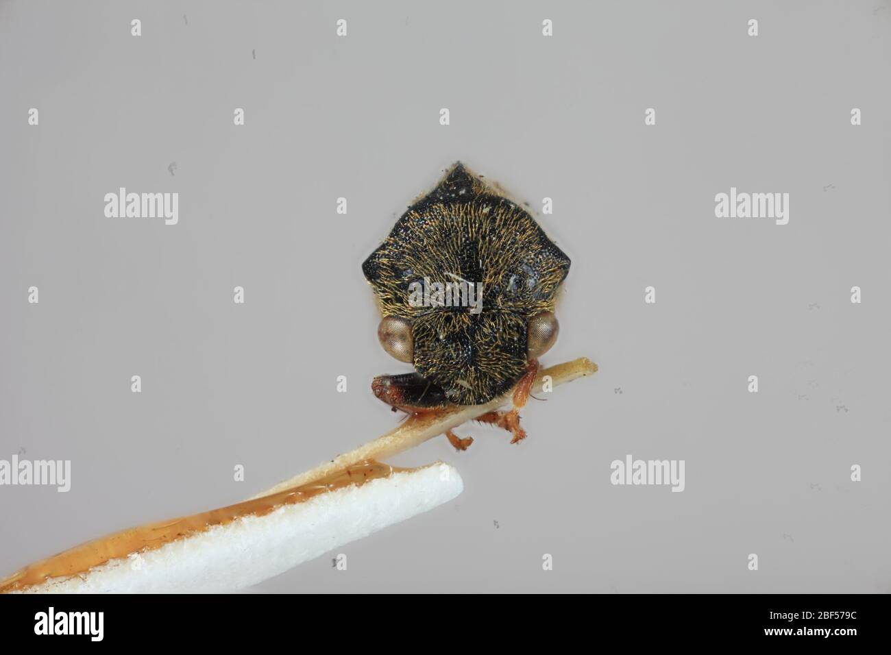 Gargara hi-res stock photography and images - Alamy