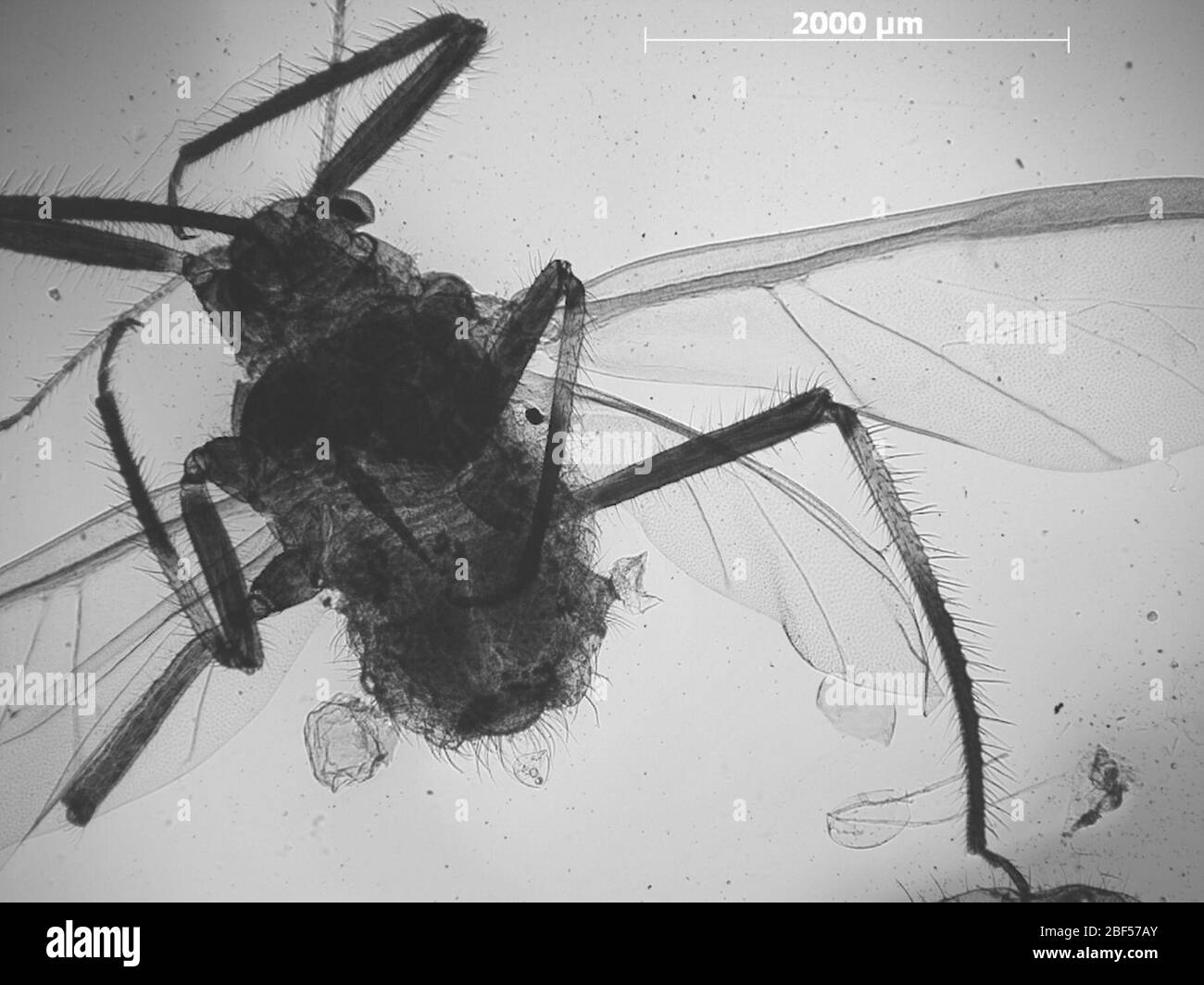 Conifers morphology Black and White Stock Photos & Images - Alamy