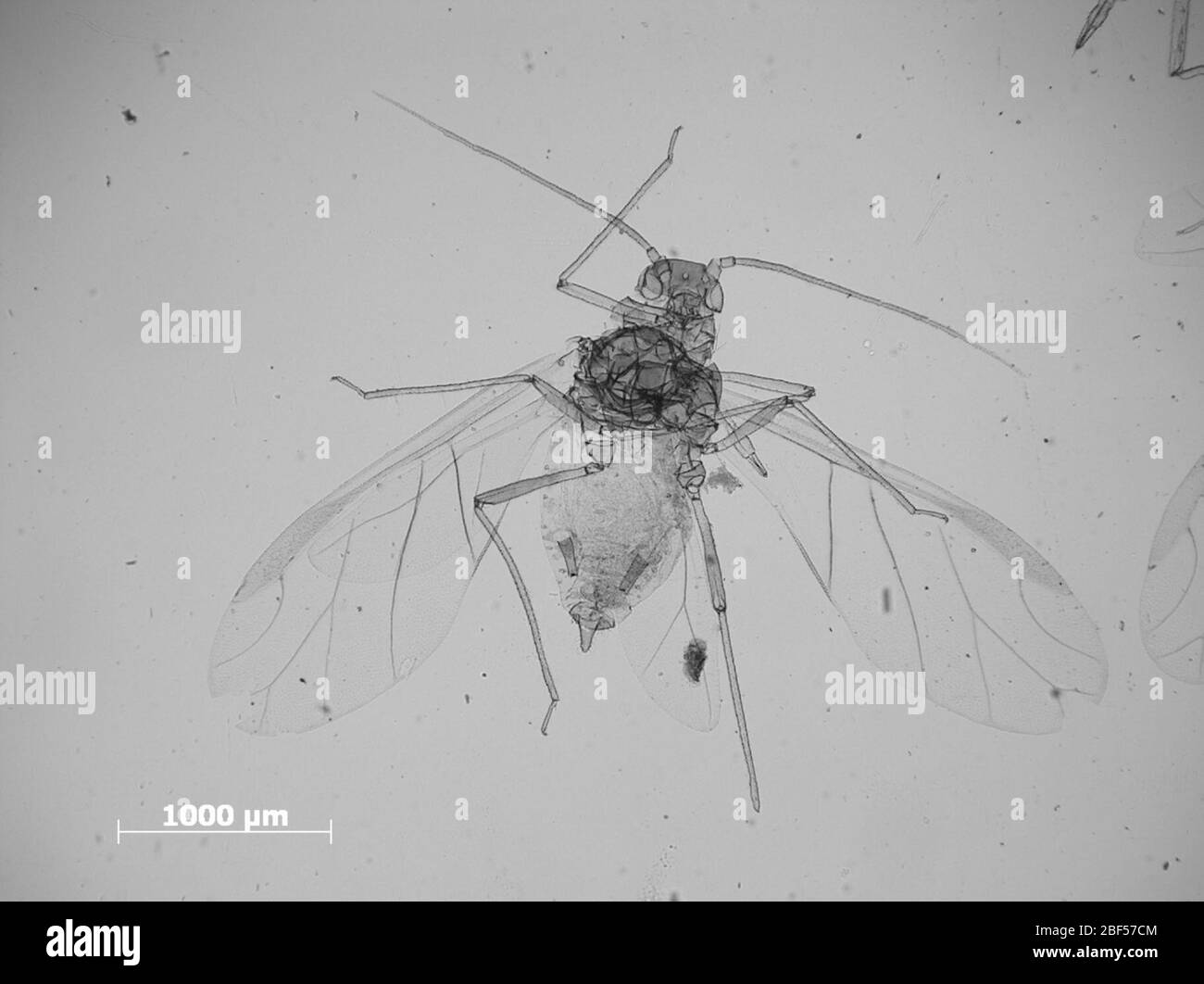 Acrita hi-res stock photography and images - Alamy