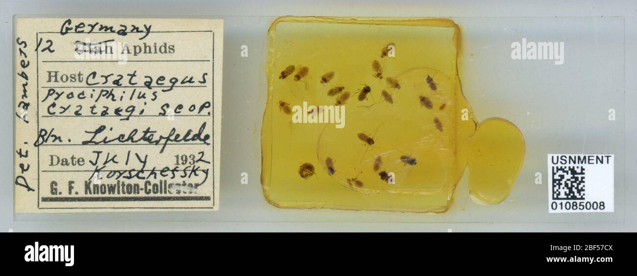 Prociphilus hi-res stock photography and images - Alamy