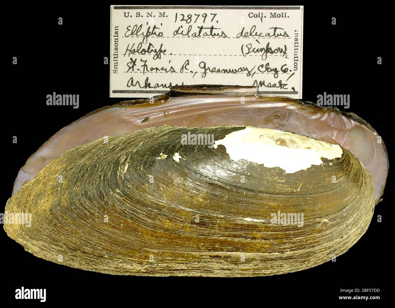 Delicatus hi-res stock photography and images - Alamy