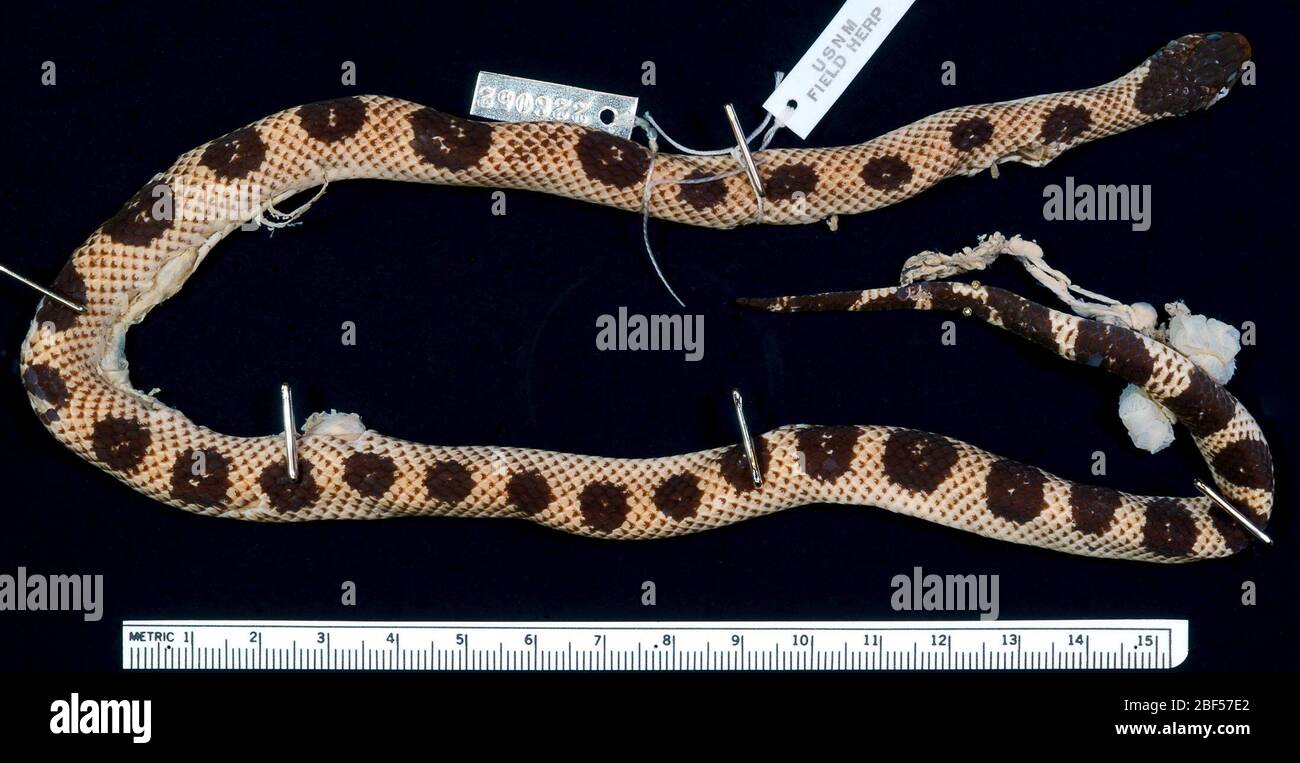 Erythrolamprus hi-res stock photography and images - Alamy