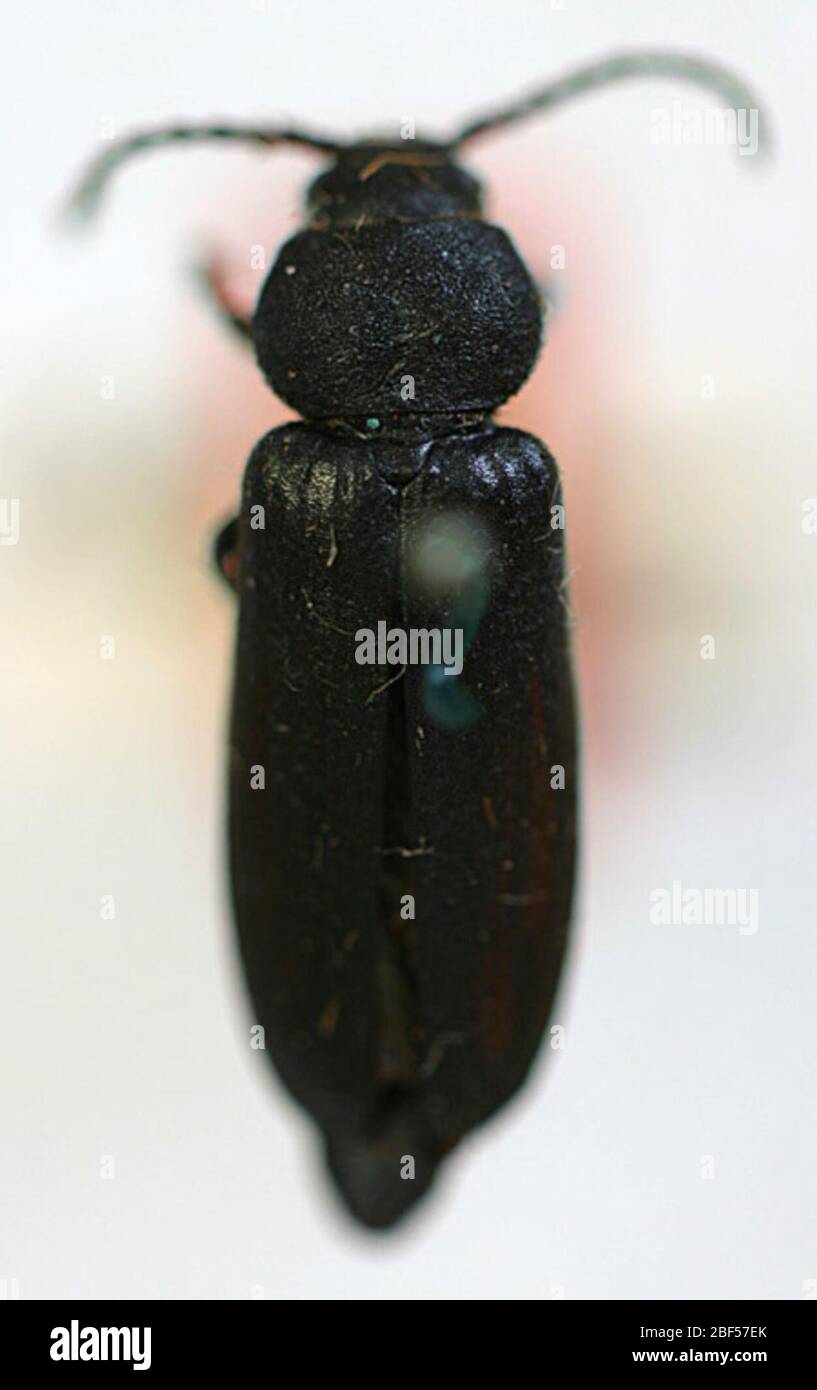Asemum hi-res stock photography and images - Alamy