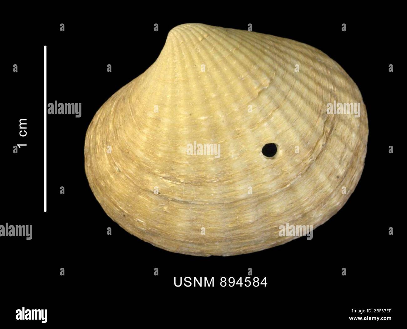 Cyclocardia hi-res stock photography and images - Alamy