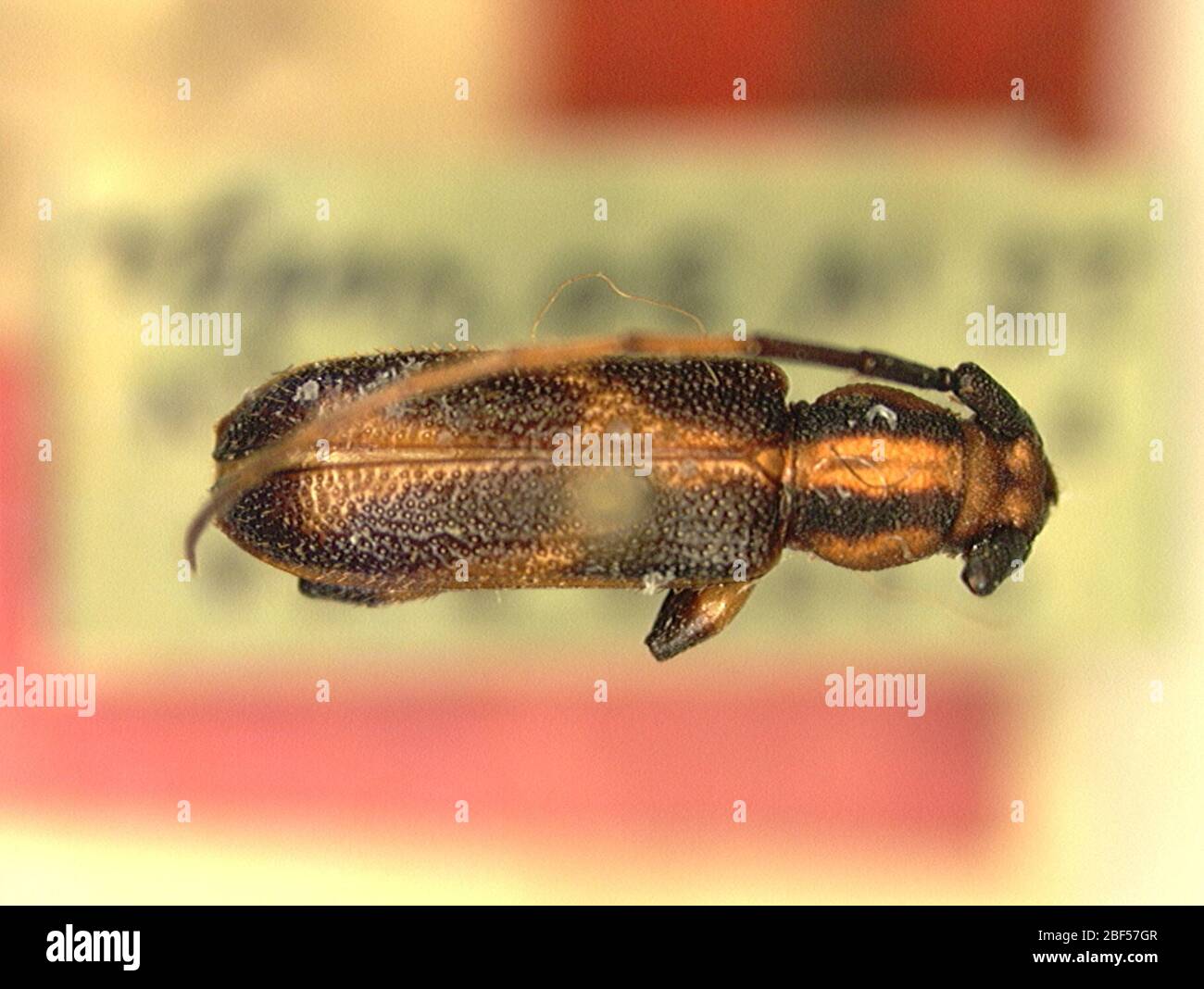 Haruspex hi-res stock photography and images - Alamy