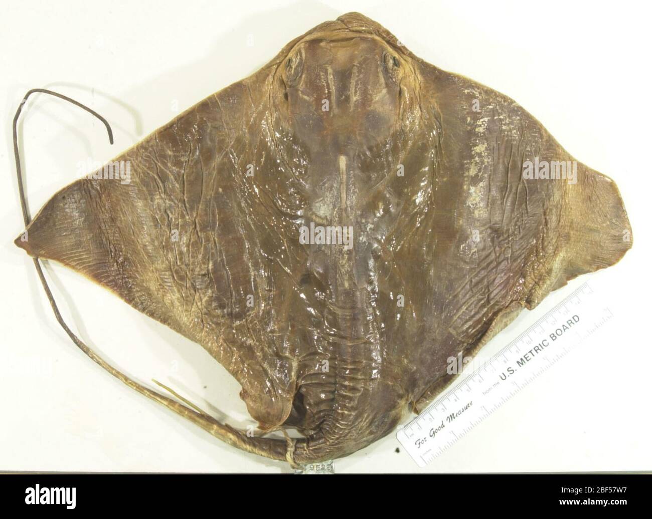 Myliobatis hi-res stock photography and images - Alamy