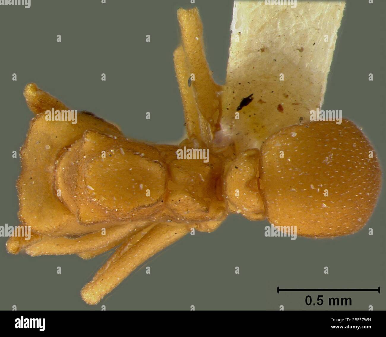 Flavidus hi-res stock photography and images - Alamy