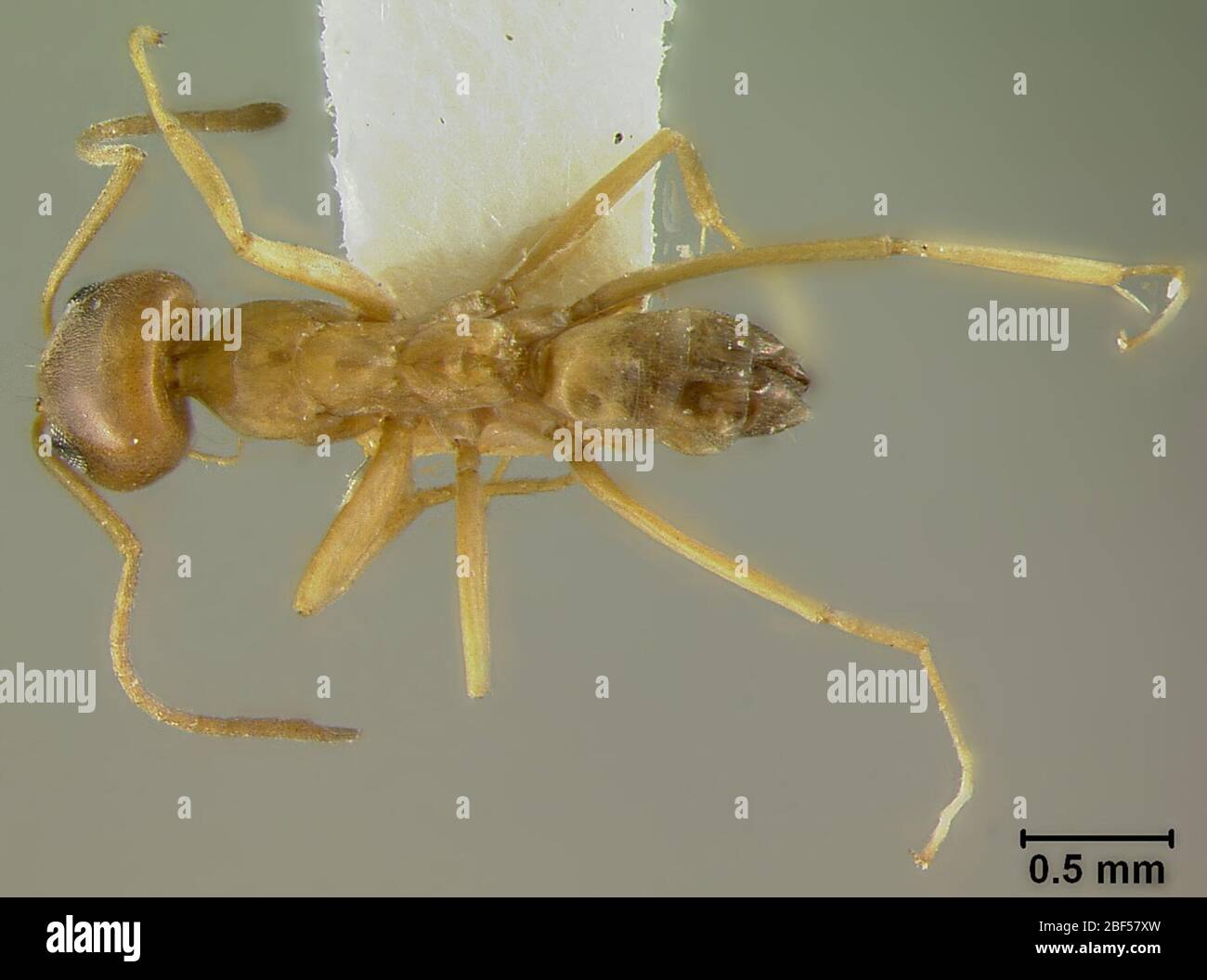 Dorymyrmex flavus. 28 Dec 20161 Stock Photo - Alamy