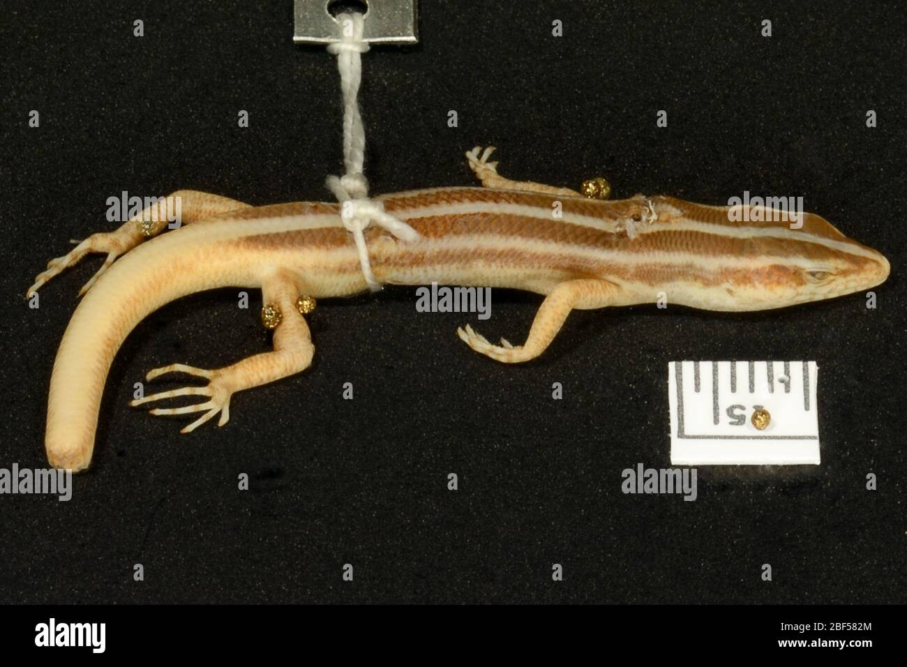 Lipinia vittigera. 2 Oct 20181 Stock Photo - Alamy