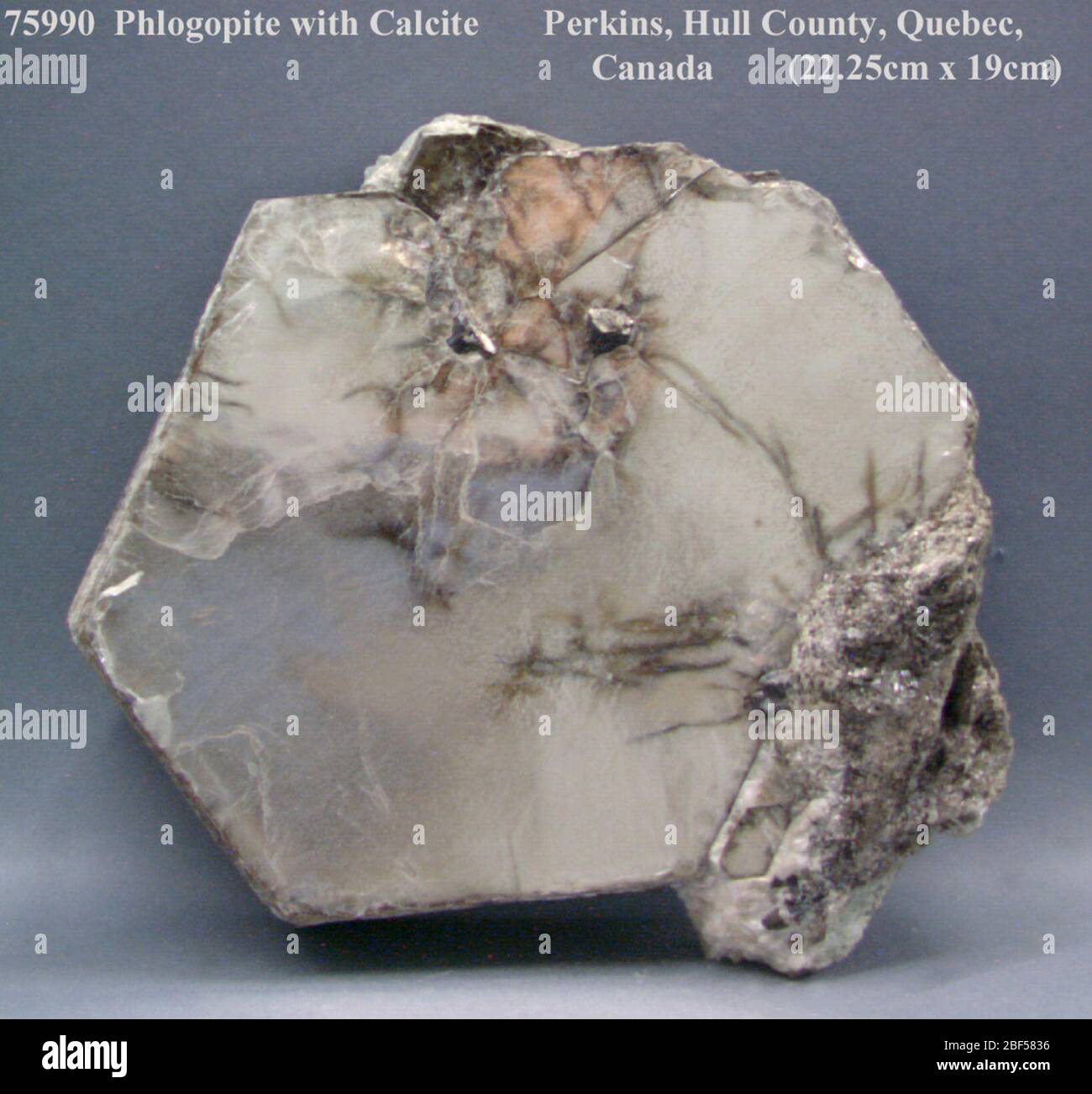 Phlogopite hi-res stock photography and images - Alamy