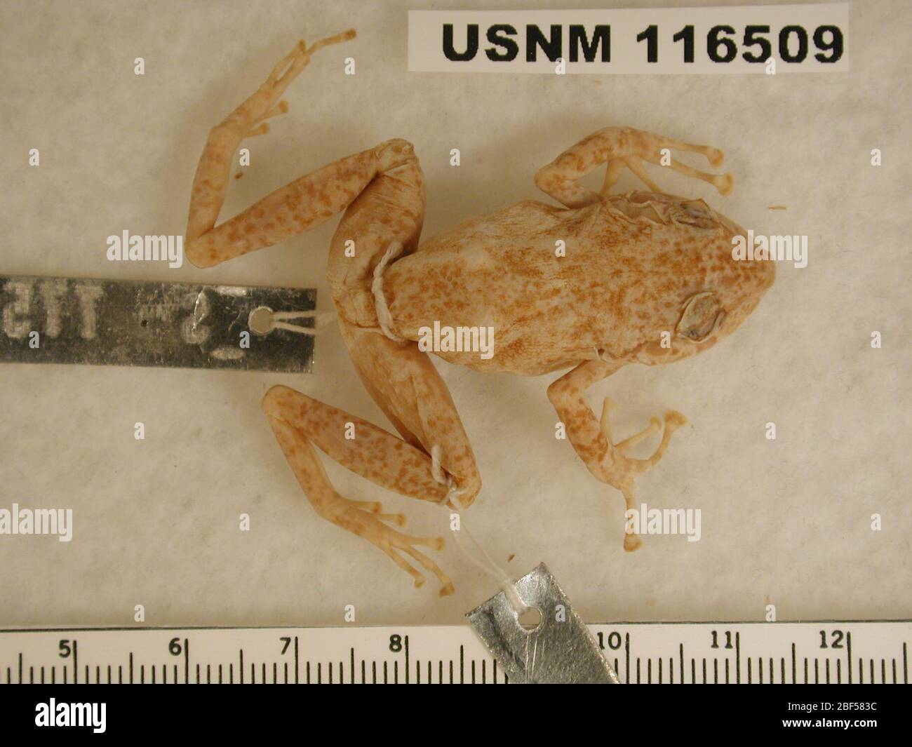 Craugastor alfredi. 2 Oct 20181 Stock Photo - Alamy