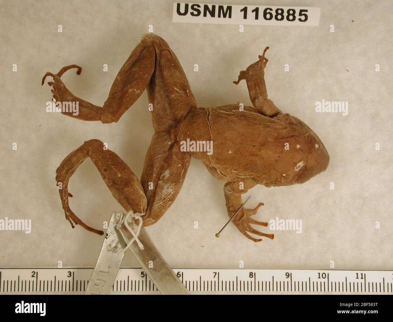 Craugastor rugulosus. 2 Oct 20181 Stock Photo - Alamy