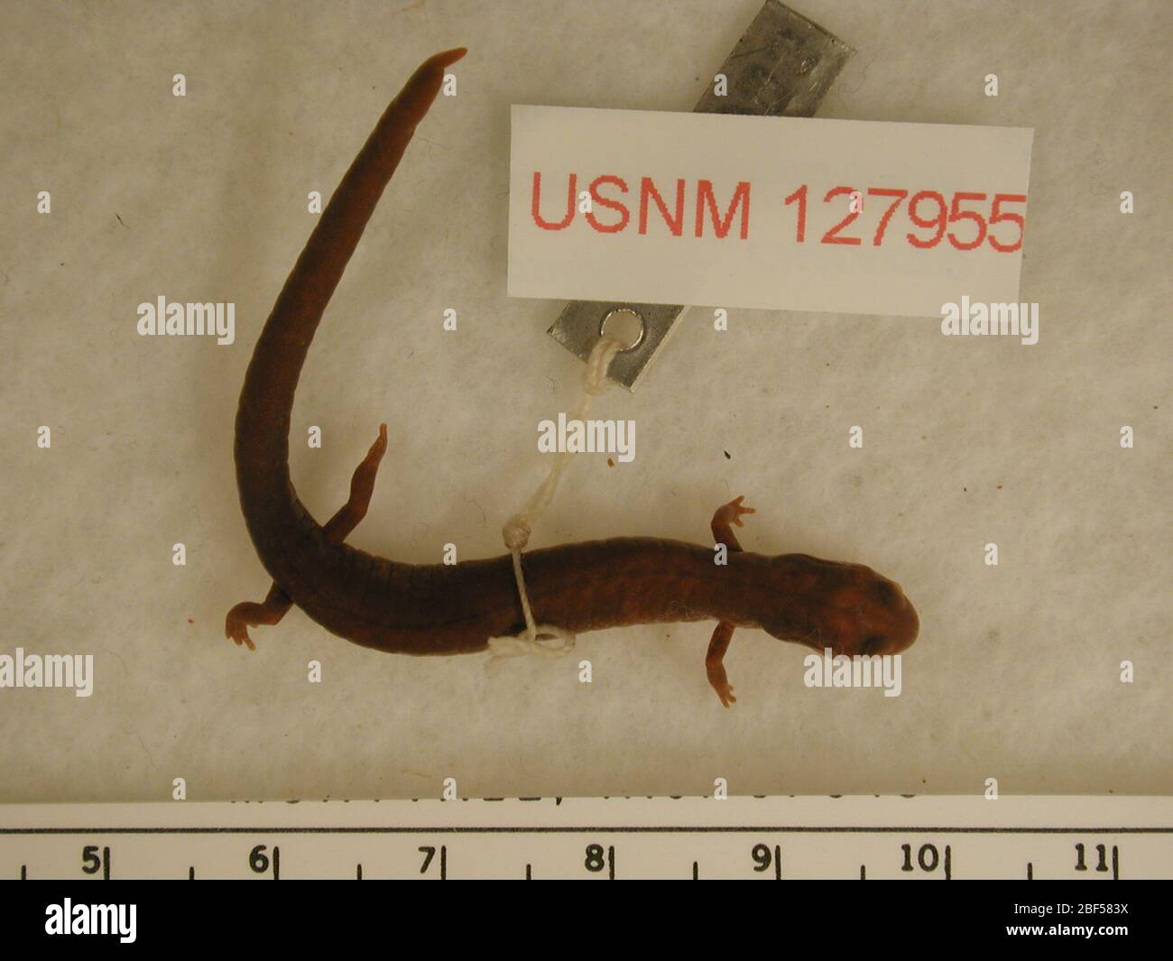 Plethodon cinereus hi-res stock photography and images - Alamy