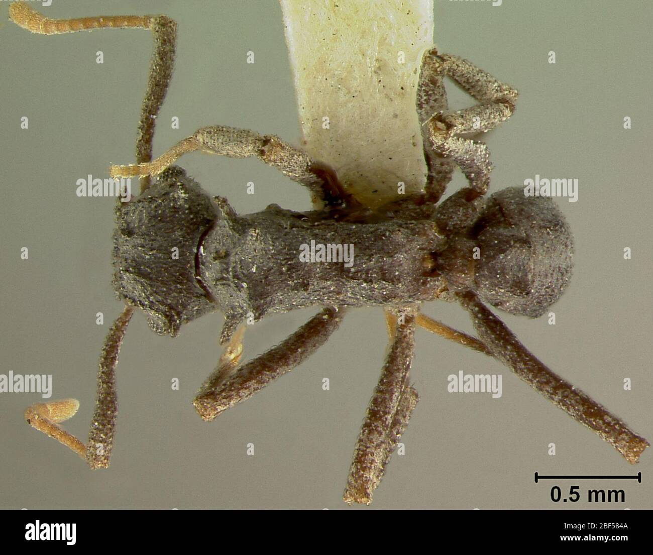 Cyphomyrmex hi-res stock photography and images - Alamy