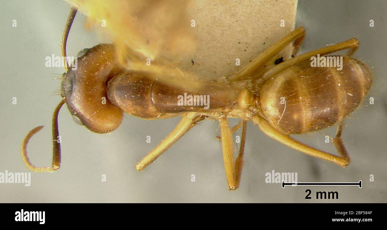 Camponotus maculatus hi-res stock photography and images - Alamy