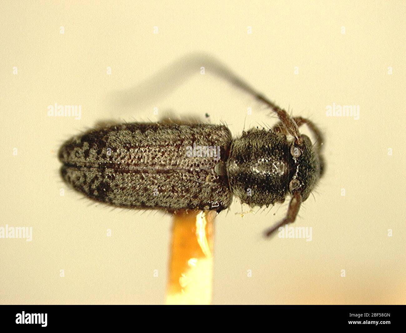 Denticollis hi-res stock photography and images - Alamy