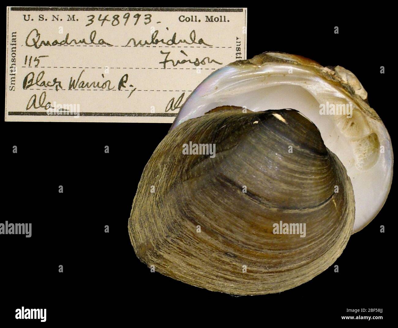 Quadrula rubidula. 20 Jan 20162 Stock Photo - Alamy