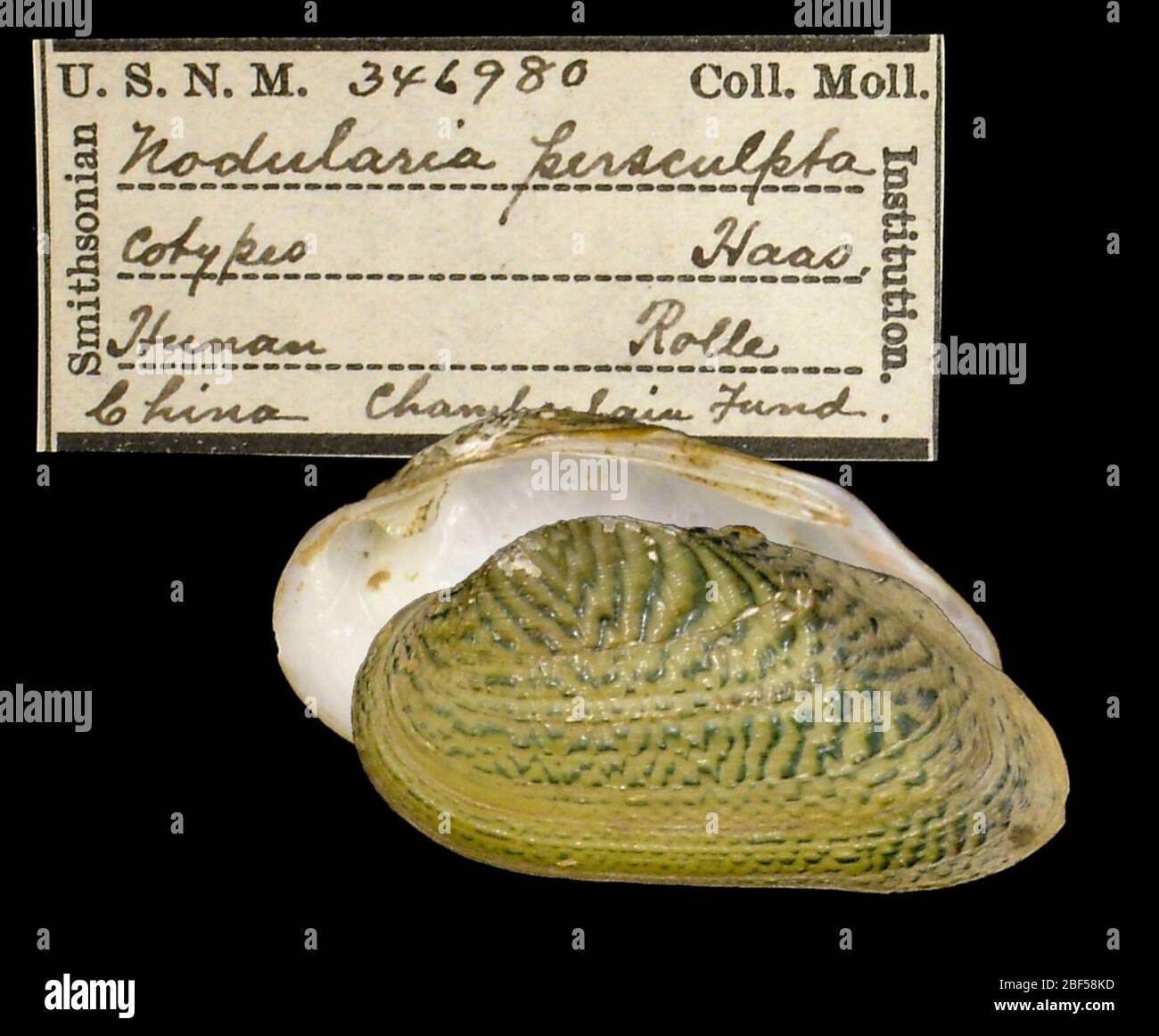 Nodularia hi-res stock photography and images - Alamy