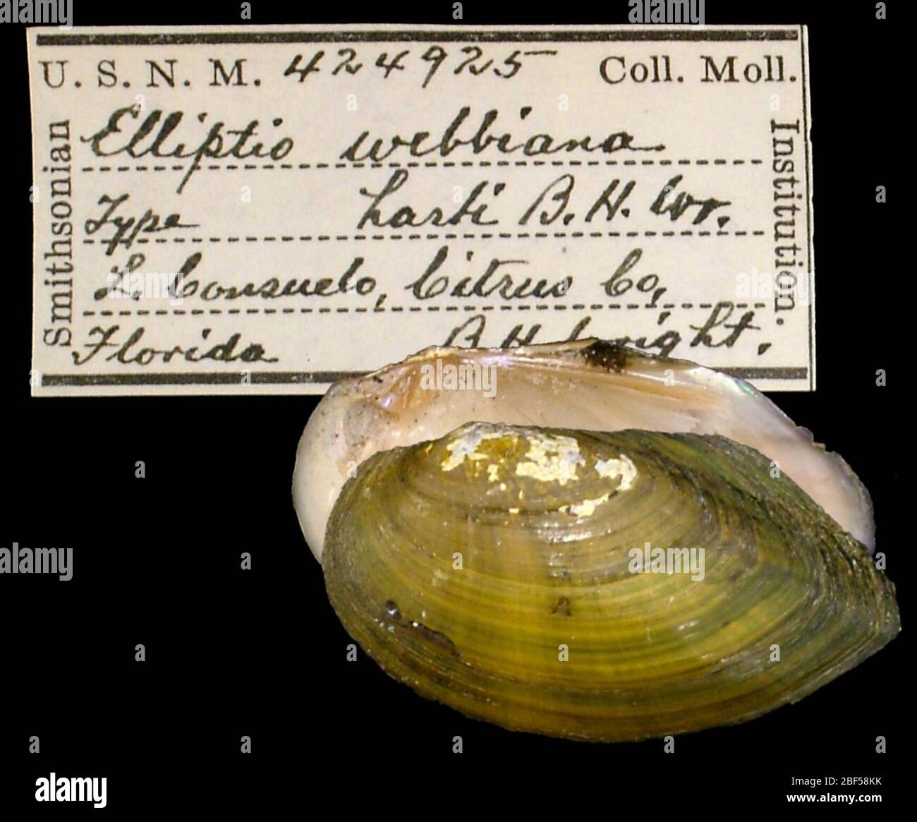 Hartii hi-res stock photography and images - Alamy