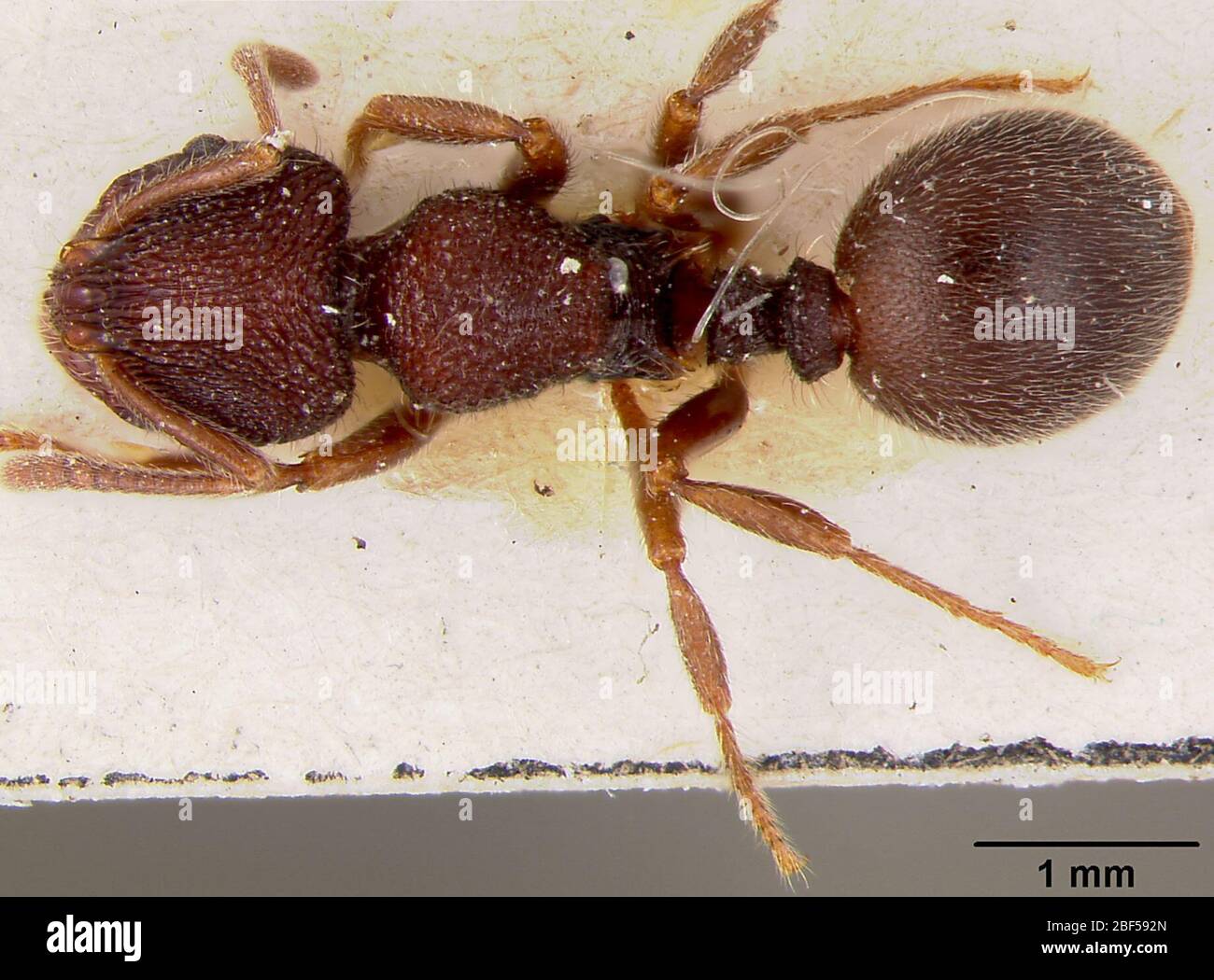 Rouxi hi-res stock photography and images - Alamy