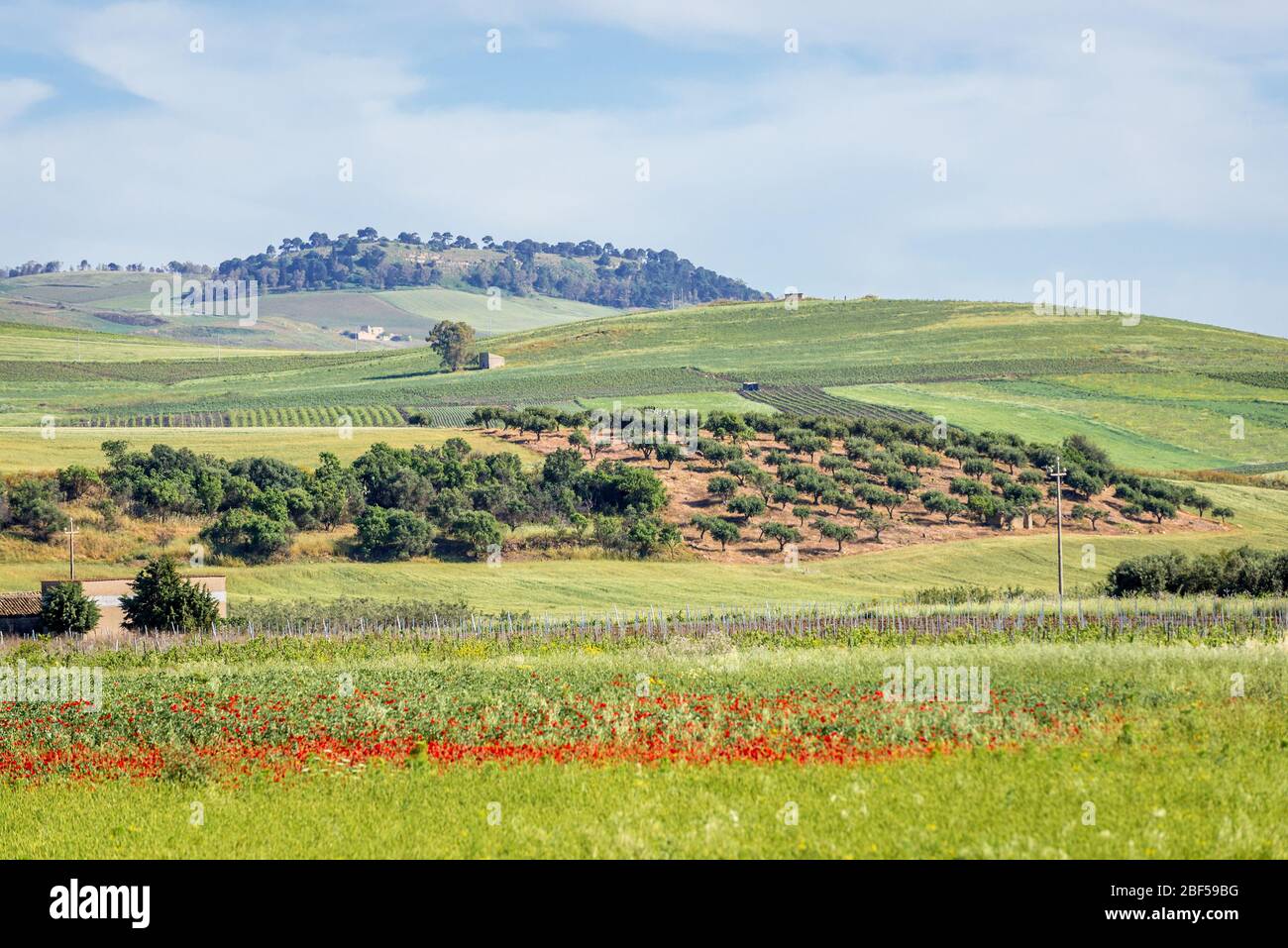 Sicily Olive Tree High Resolution Stock Photography and Images - Alamy