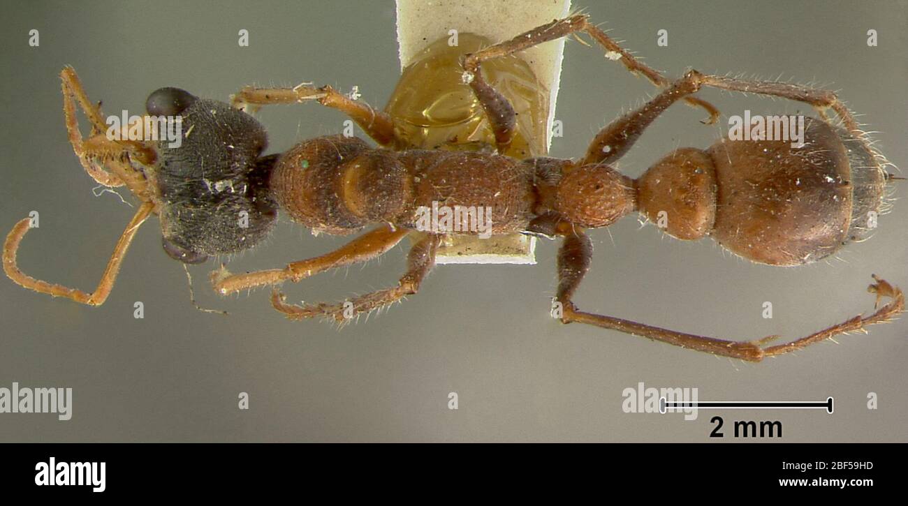 Promyrmecia hi-res stock photography and images - Alamy