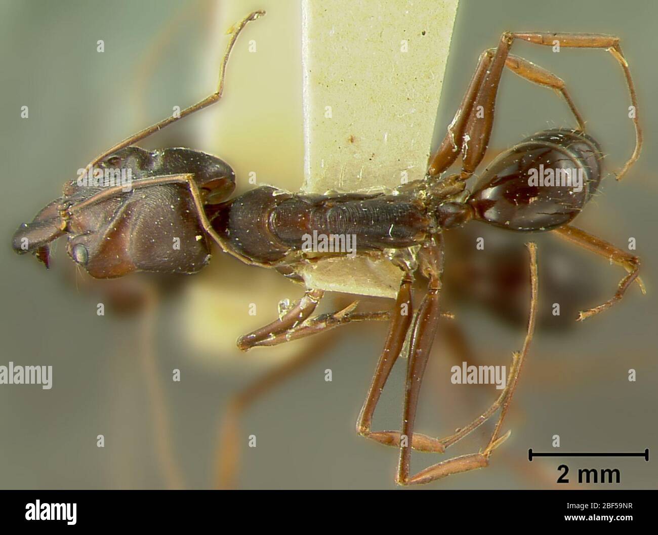 Odontomachus hi-res stock photography and images - Alamy