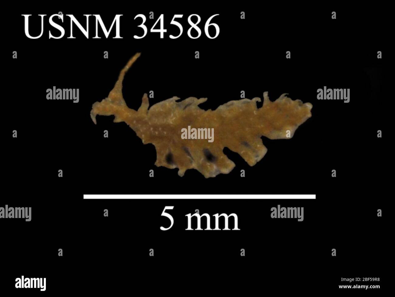 Tomopteris hi-res stock photography and images - Alamy