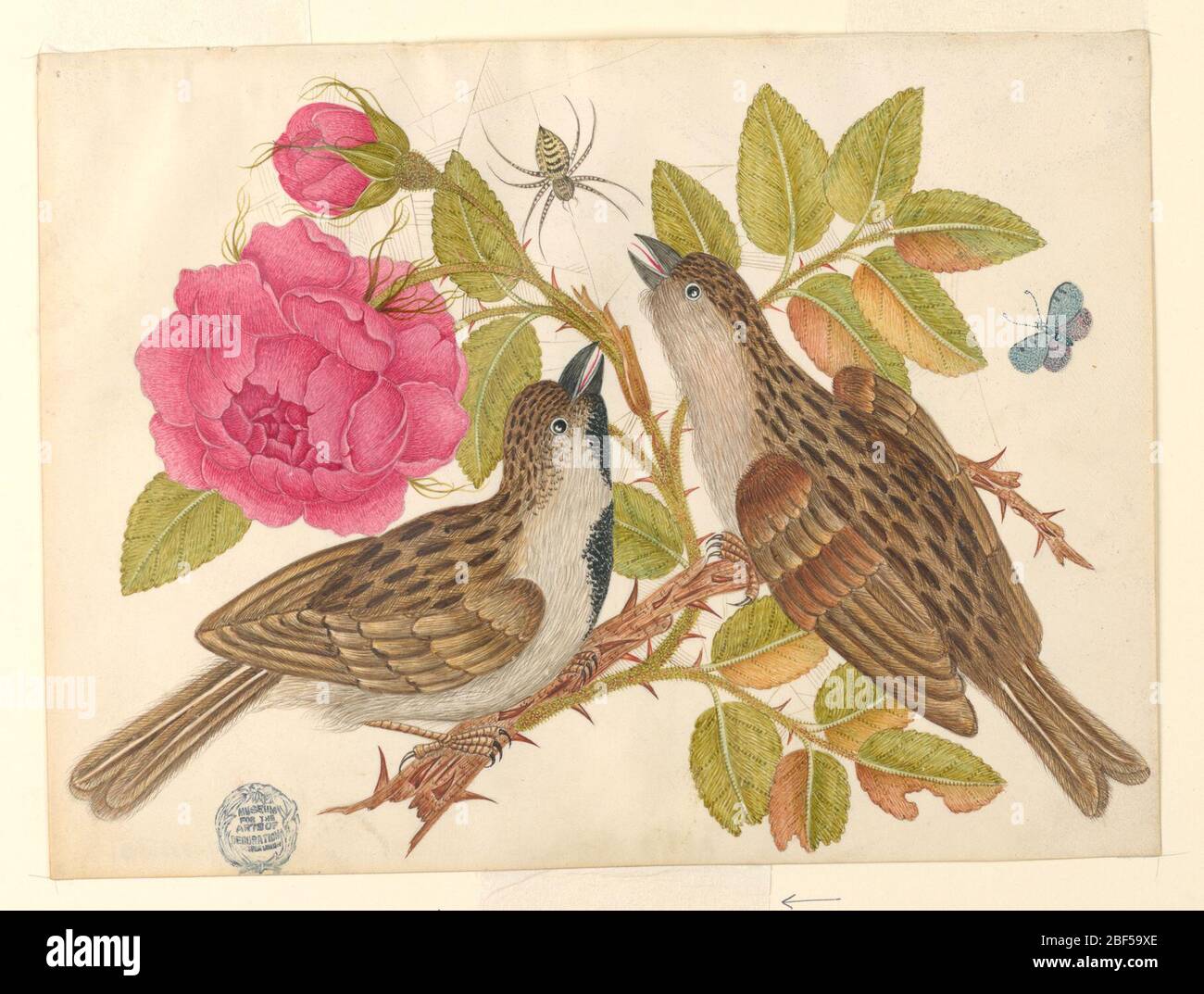 Pair of Brown Birds on Rose Stem with Butterfly and Spider. Pair of ...