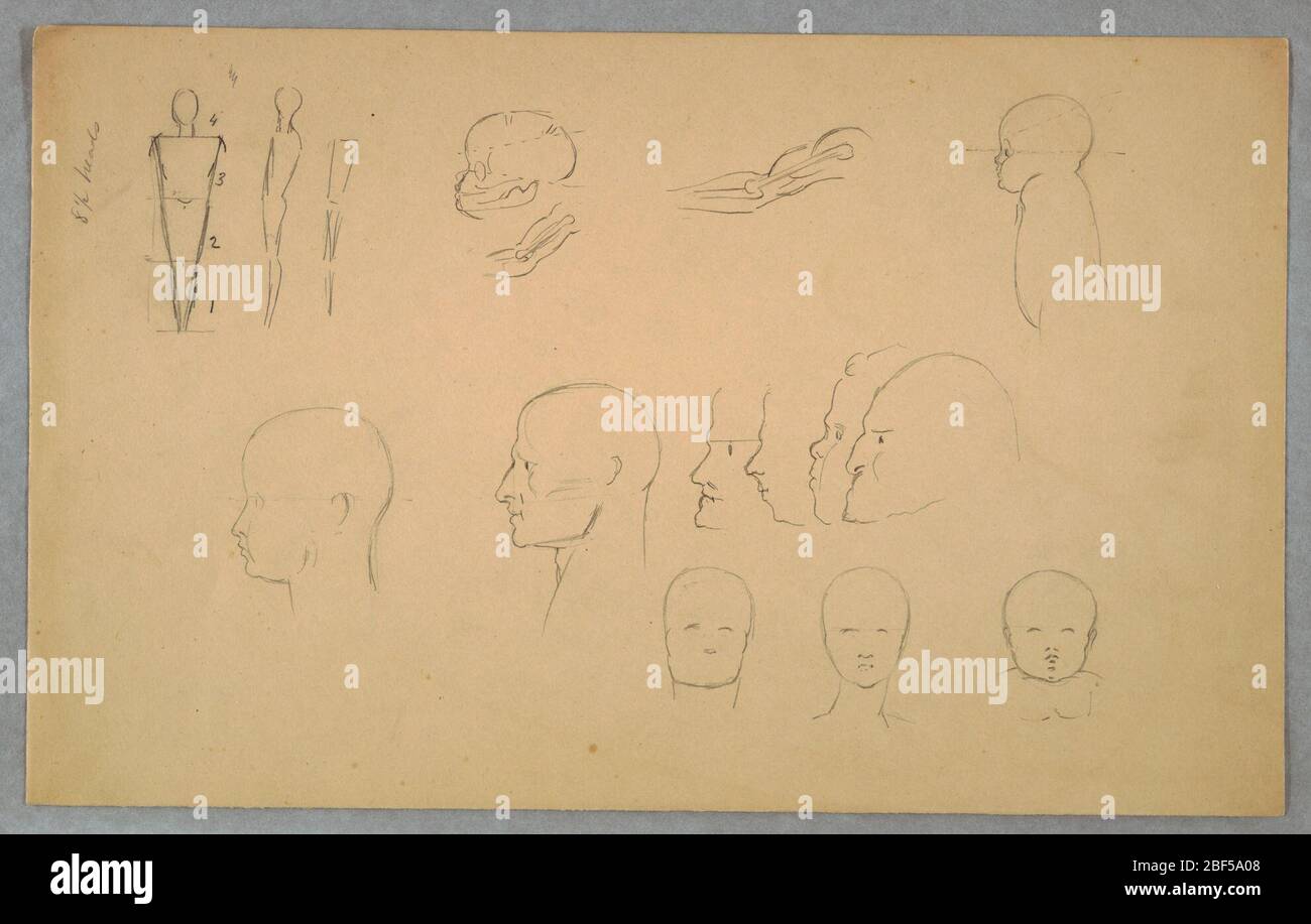 Anatomical studies hi-res stock photography and images - Alamy