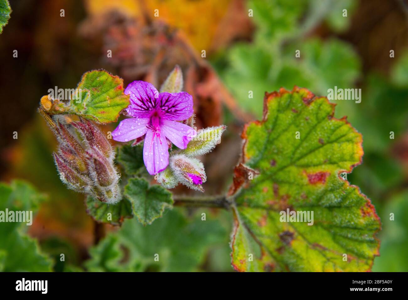 fynbos endemic cape flora at table mountain, cape town, south africa ...