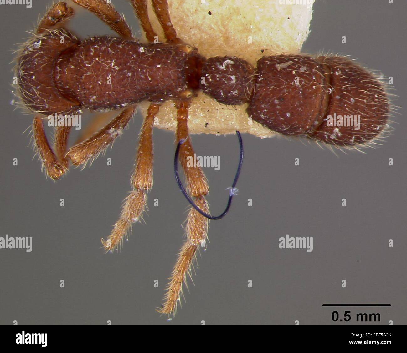 Scabrosus hi-res stock photography and images - Alamy