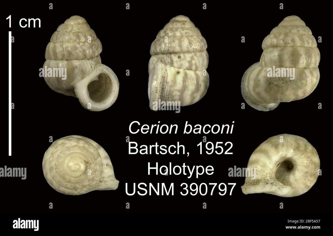 Cerion Cyclocerion baconi. 31 Oct 20171 Stock Photo - Alamy