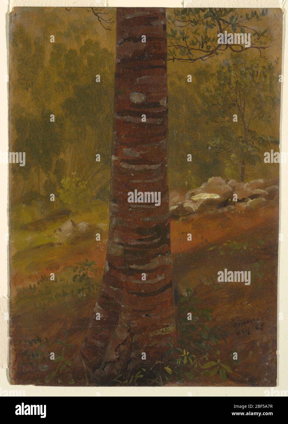 Tree trunk. Vertical image of the lower part of the trunk of a tree is ...