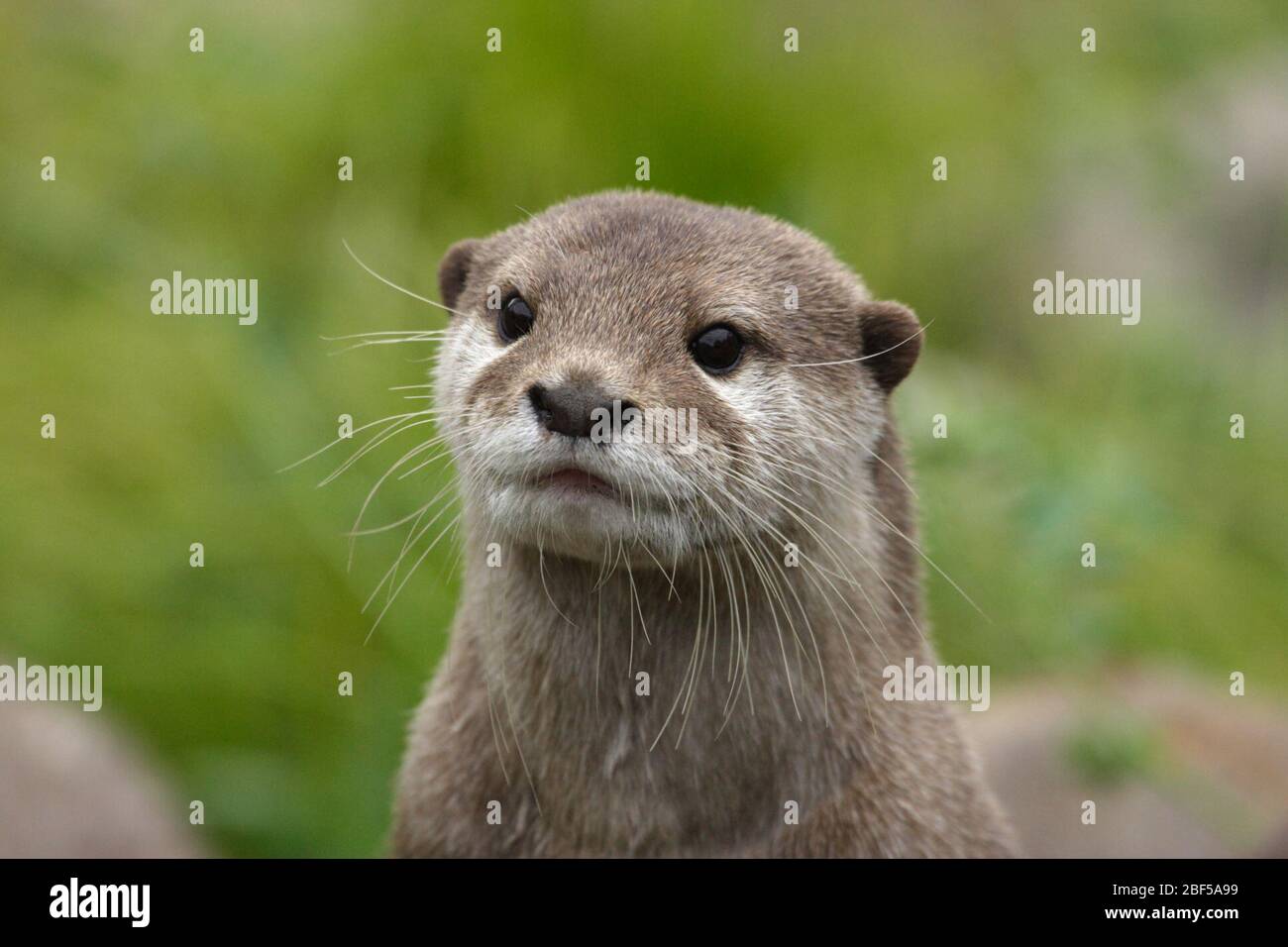 Asian Smallclawed Otter. Asia Trail,Species: cinerea,Genus: Aonyx ...