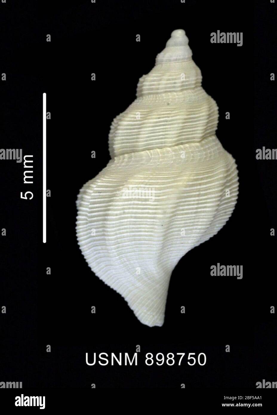 Simillima hi-res stock photography and images - Alamy