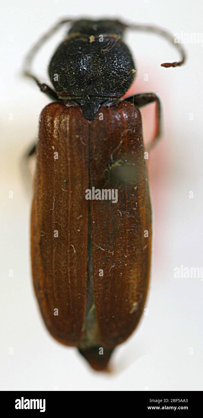 Asemum hi-res stock photography and images - Alamy