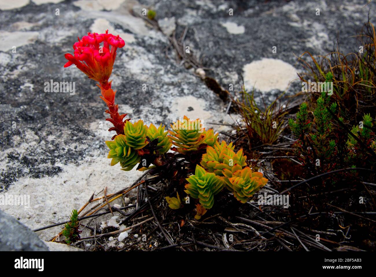 Fynbos indigenous flora hi-res stock photography and images - Alamy