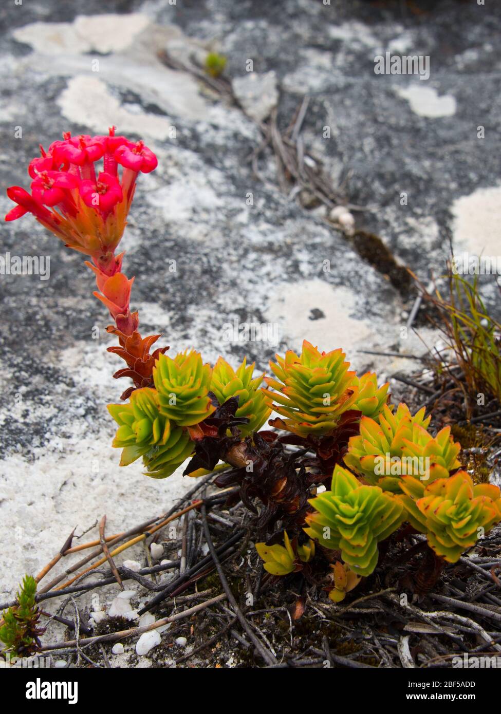 Fynbos Biome High Resolution Stock Photography and Images - Alamy