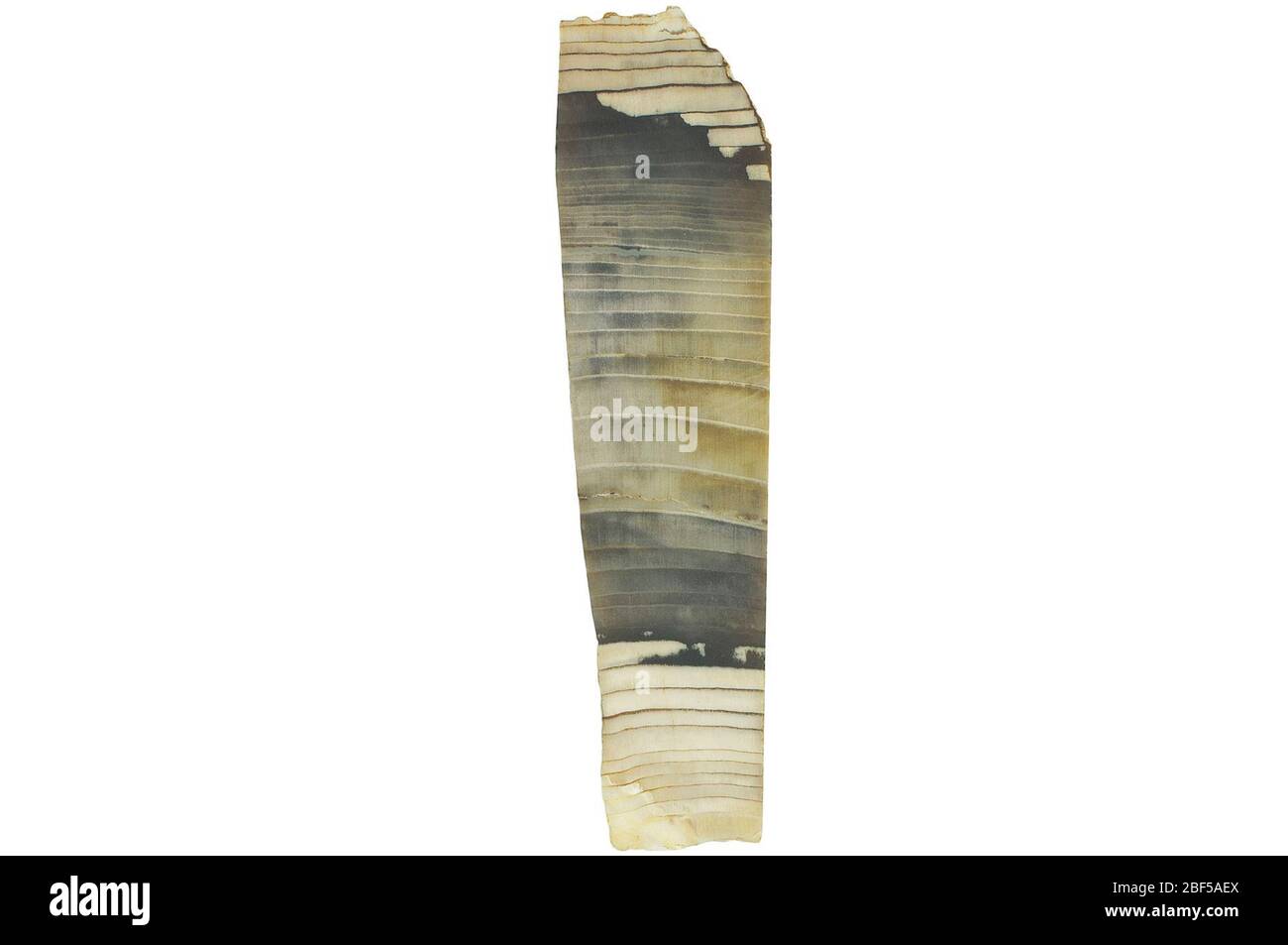 Coastal redwood tree Cut Out Stock Images & Pictures - Alamy