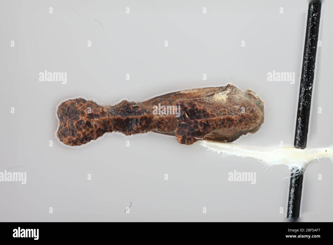 Cladonota hi-res stock photography and images - Alamy