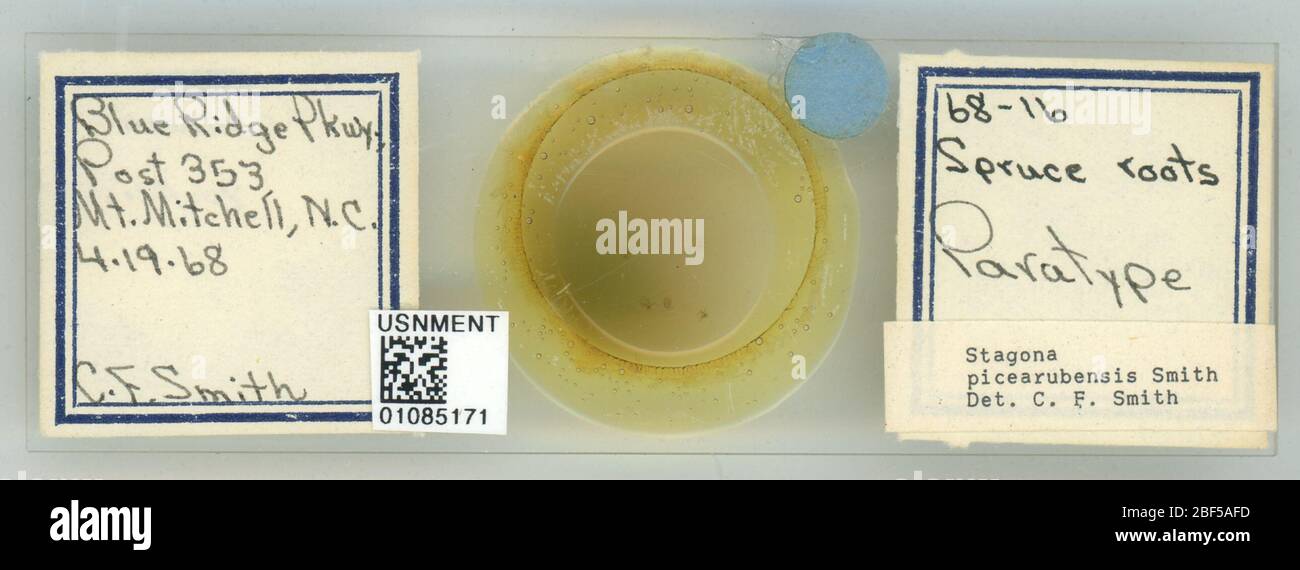 Prociphilus hi-res stock photography and images - Alamy