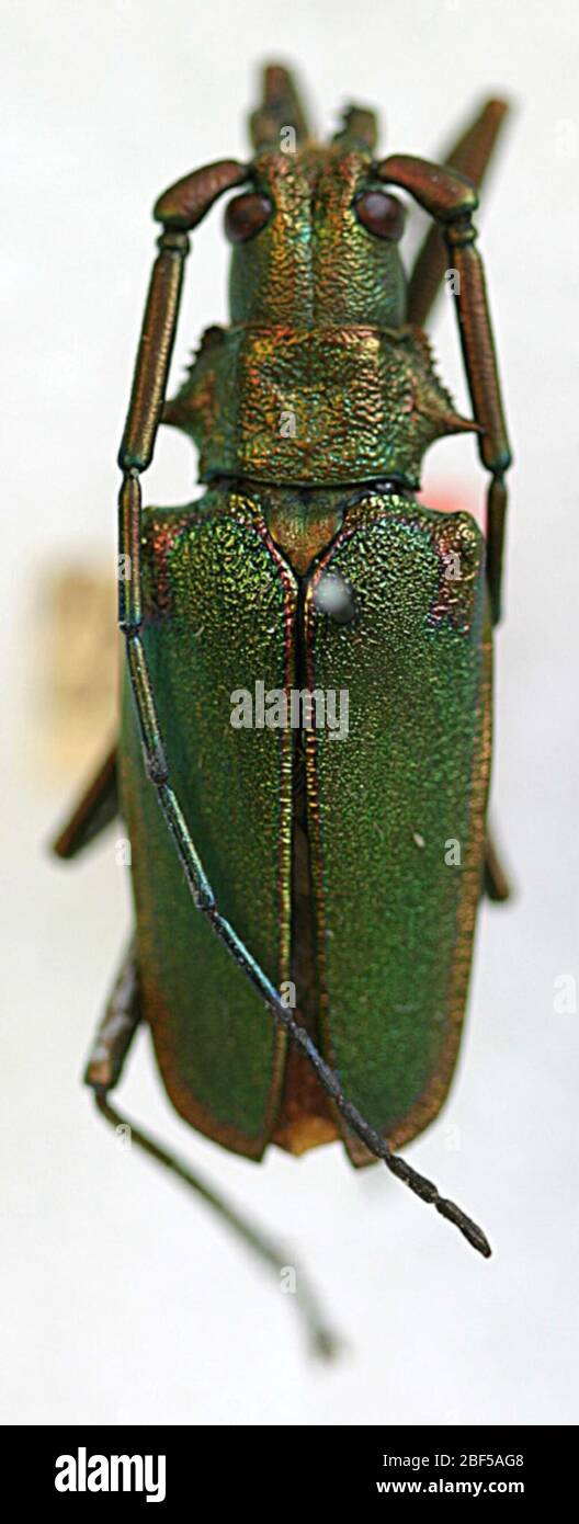 Cervicalis hi-res stock photography and images - Alamy