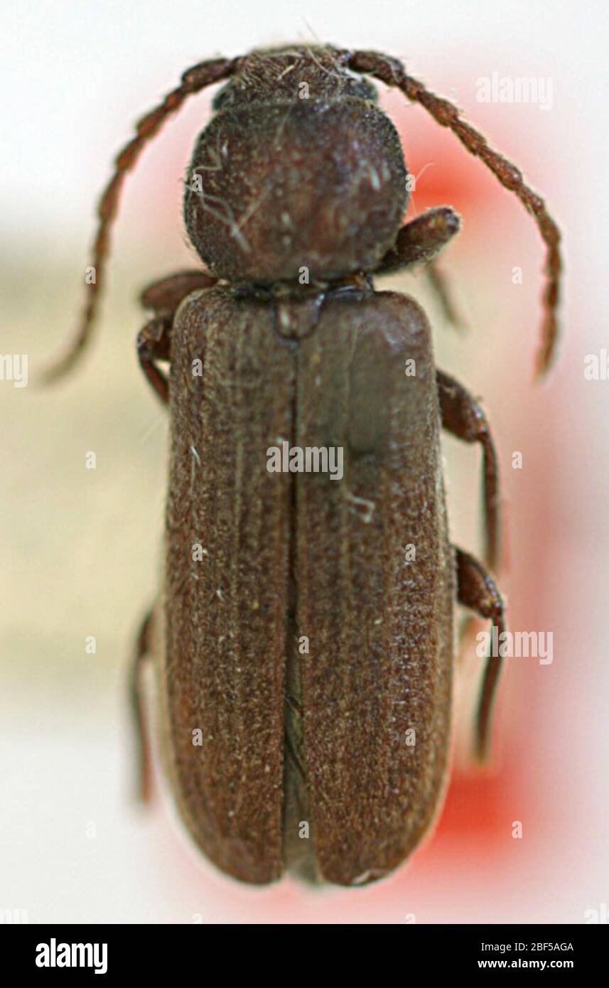 Asemum hi-res stock photography and images - Alamy