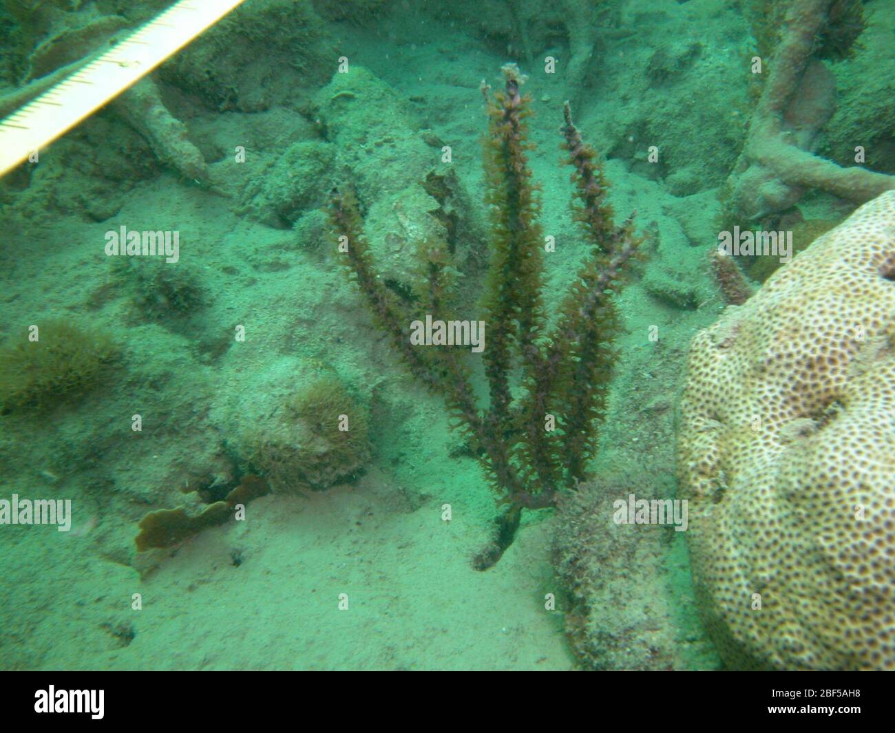 Eunicea calyculata. 21 Nov 20171 Stock Photo - Alamy
